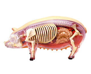 Raising 4-h livestock animals: PIGS